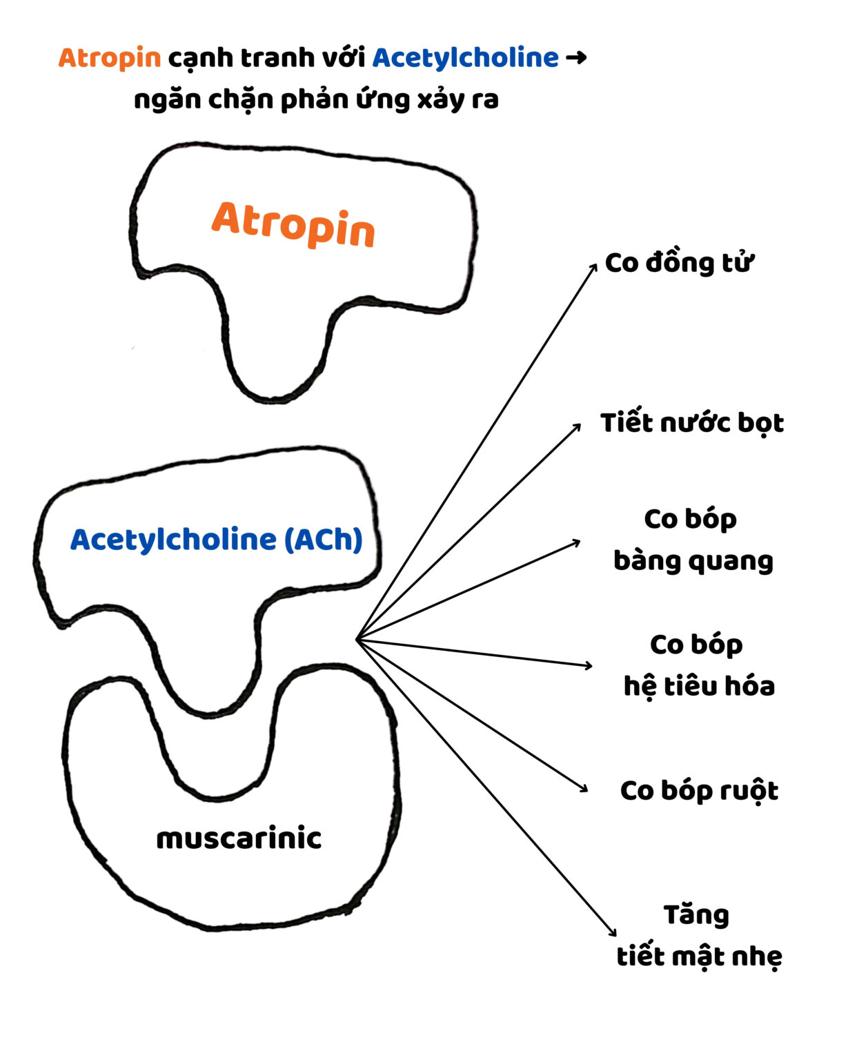 Hướng dẫn sử dụng Atropin trên chó mèo - EduVET